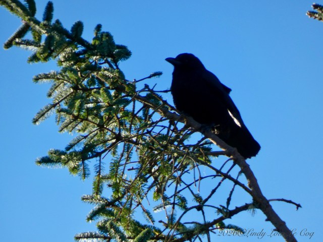 ~ Lens-Artists Challenge #380 – Whats Around The Corner ~ | Lindy Low LeCoq